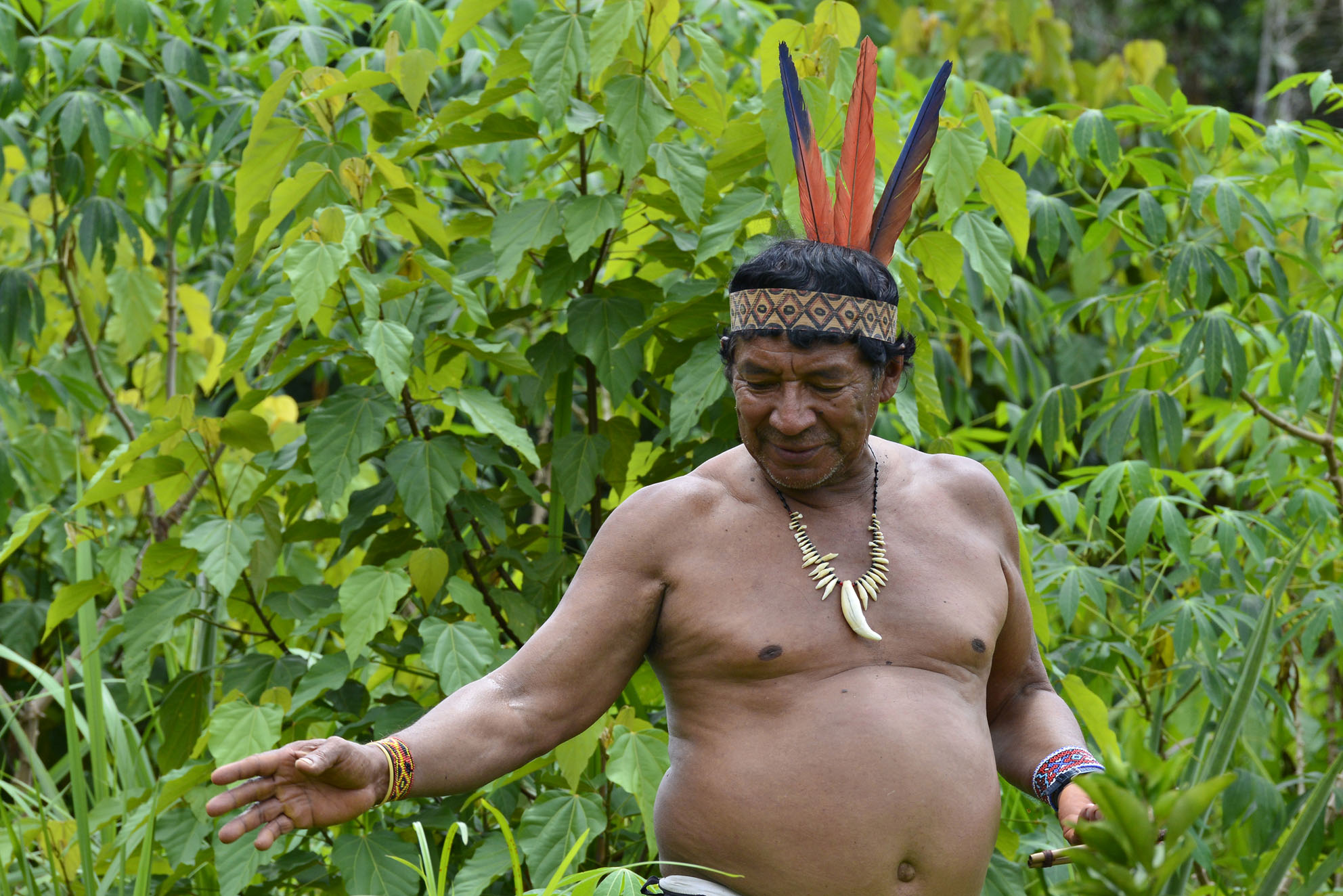 Agricultura tradicional da Amazônia - Raízes do Purus